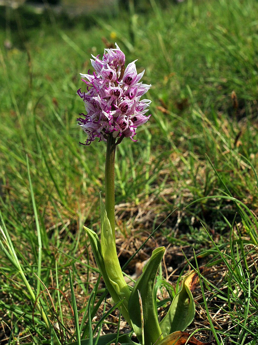 Orchis simia, Monkey Orchid